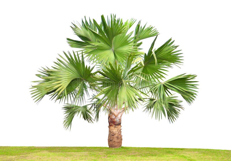 Sabal Bermudana Commonly Known As the Bermuda Palmetto or Bibby Tree ...