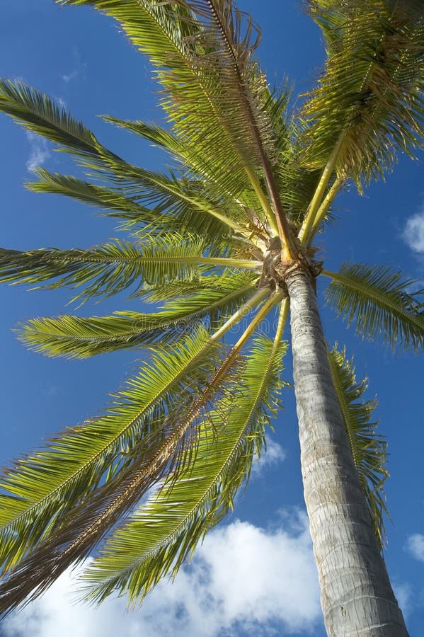Palm tree stock image. Image of beach, palm, front, relax - 279473