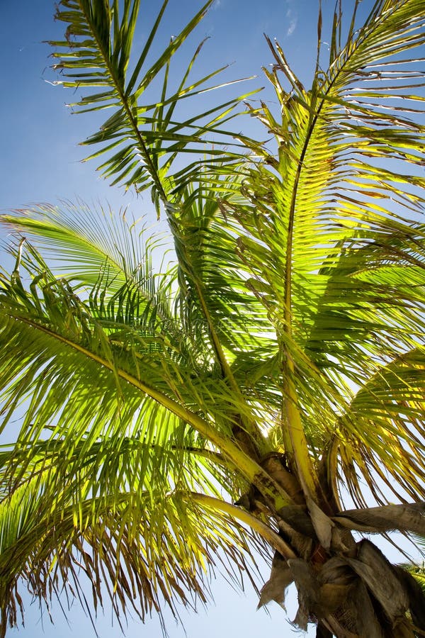 Palm branch stock image. Image of pacific, crystal, relaxation - 783917