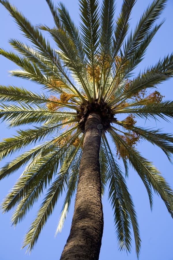 Fig tree in vineyard stock image. Image of france, vineyard - 2985097