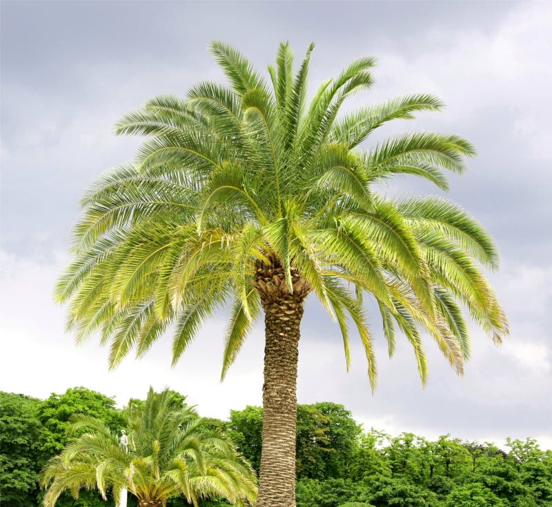 Cuban Petticoat Palm tree stock image. Image of cuban - 30018429