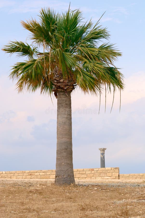Palm tree stock photo. Image of column, mediterranean - 6477172