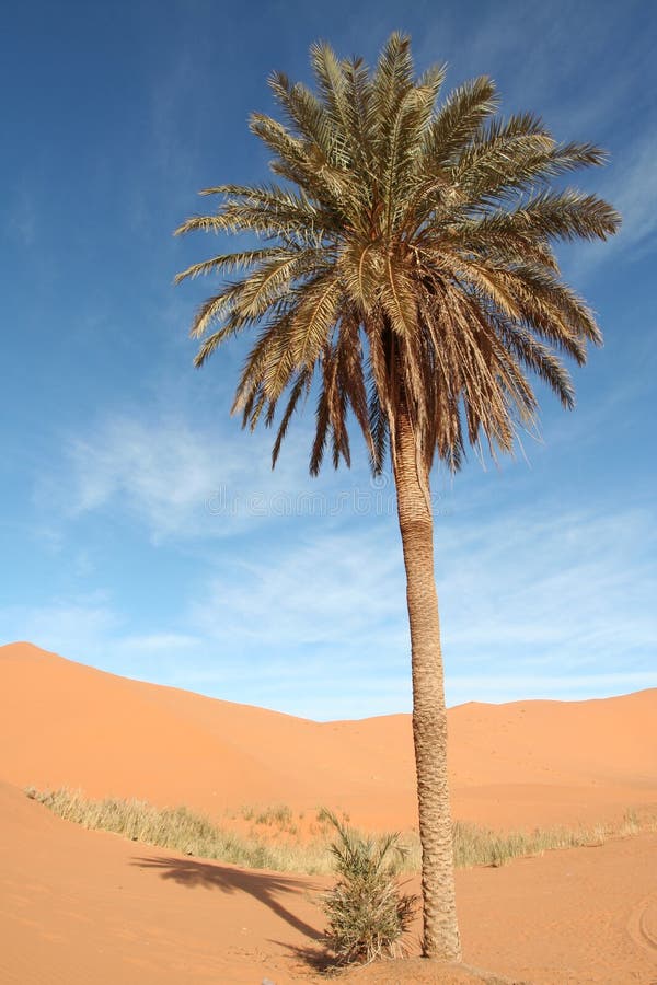 Palm-tree stock photo. Image of oasis, palm, tourism, landscapes - 7079652