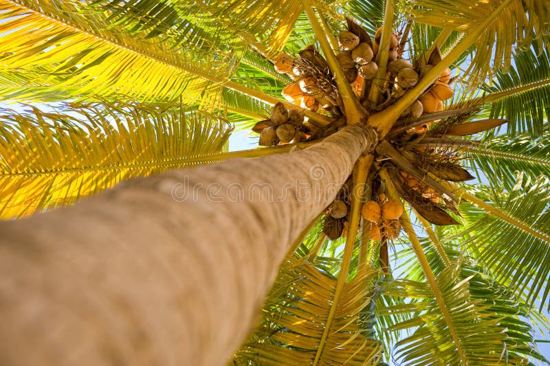 Palm tree stock image. Image of bark, fronds, bright, botanical - 8477639