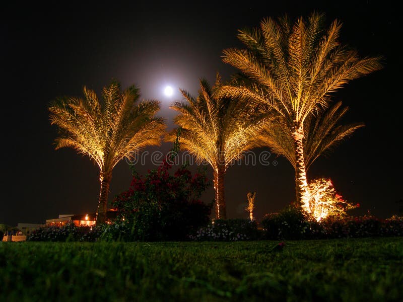 Palm tree stock photo. Image of tree, night, summer, moon - 9057996