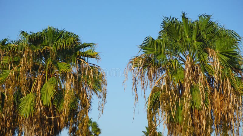 Palm tree stock image. Image of palm, cape, tree, santa - 78082435
