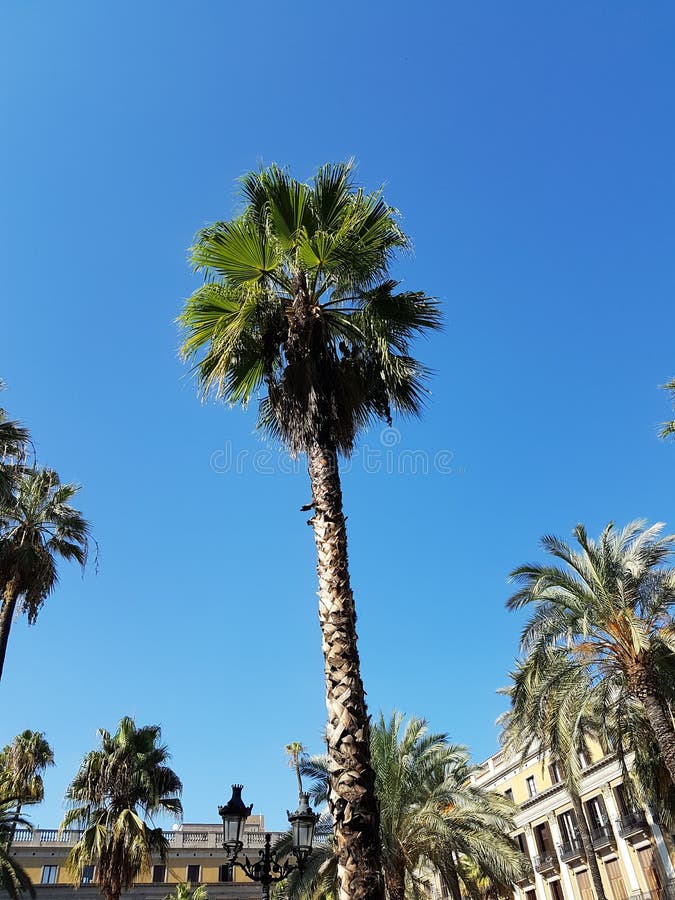 Palm Tree Against a Blue Sky in Italy Stock Image - Image of italy ...