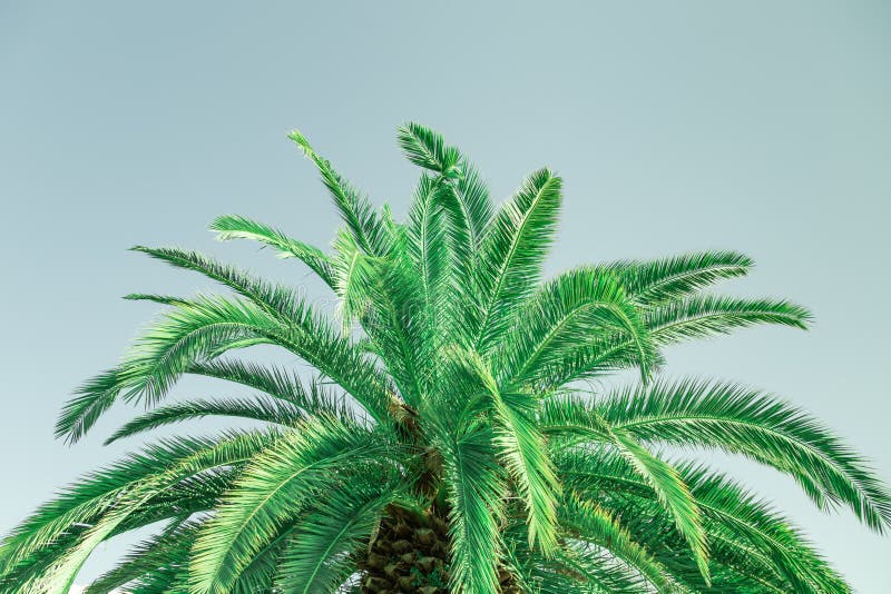 Palm Tree Against Grey Background. Summer Tree Stock Photo - Image of ...