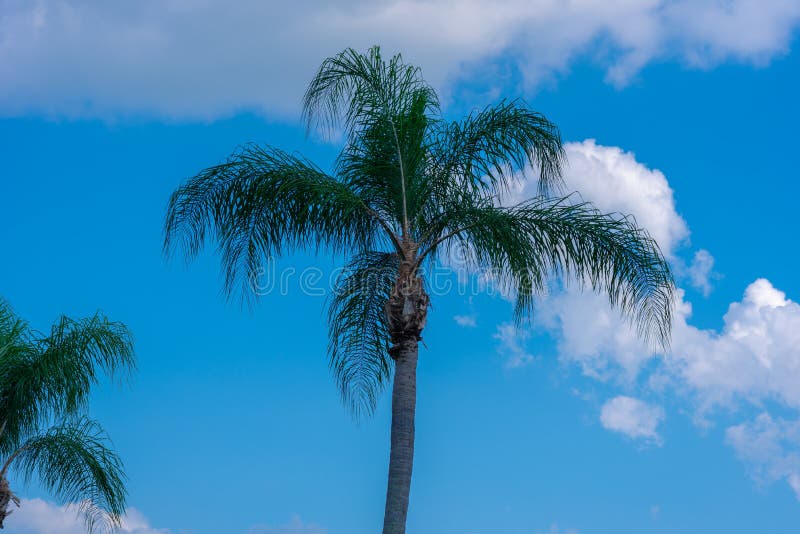 Palm Tree Against a Light Cloudy Blue Sky Stock Photo - Image of plants ...