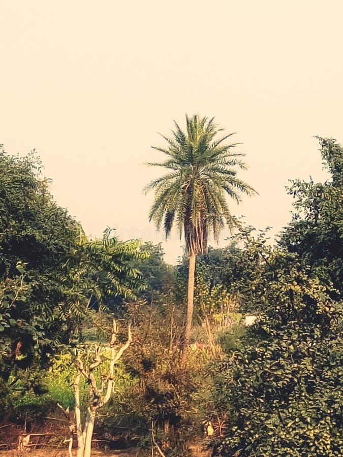 Palm Tree in Agriculture Land . Stock Image - Image of flowering, palm ...