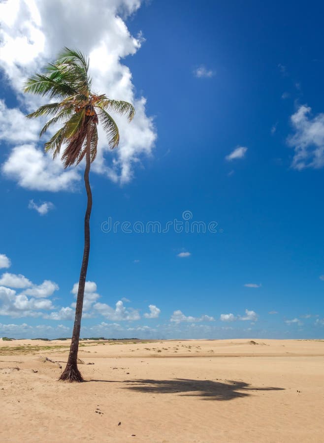 Palm tree alone, shadow stock photo. Image of coconut - 149402032