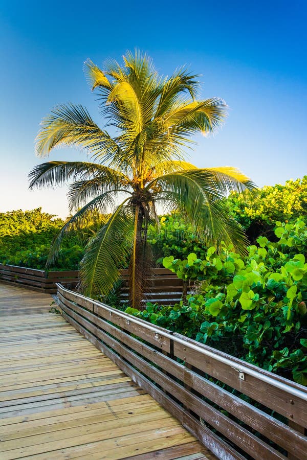 Palm Tree Along a Boardwalk at Jupiter Island, Florida. Stock Photo ...
