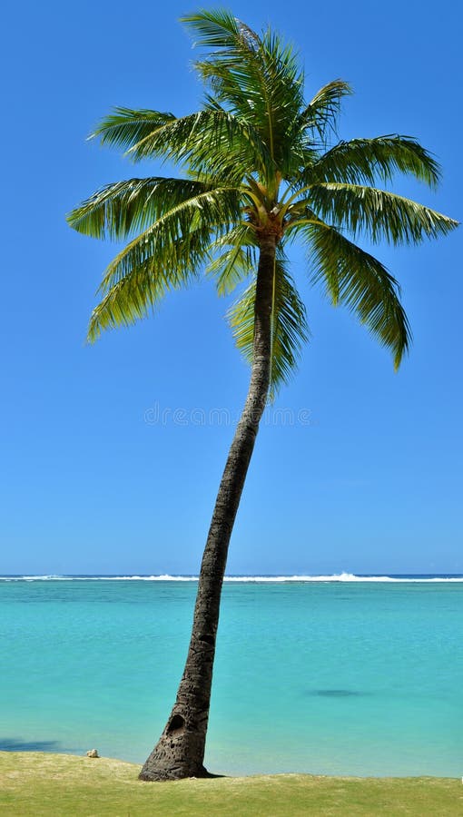 Palm Tree stock photo. Image of blue, ocean, travel, island - 43920850