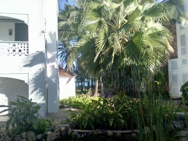 Palm Tree As a Face Lifting Flower Stock Photo - Image of palm, flower ...