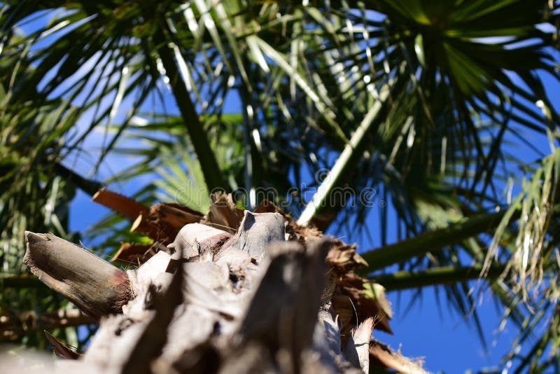 Palm Tree, As Seen from the Ground Up. Stock Photo - Image of forest ...