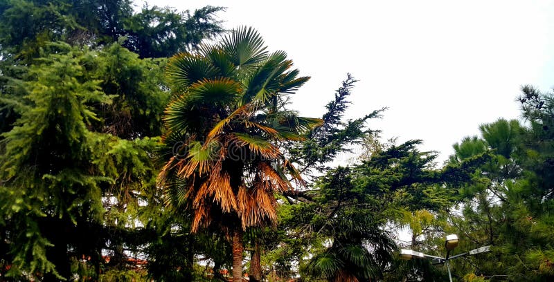 Palm tree in autumn stock photo. Image of tree, landscape - 137581720