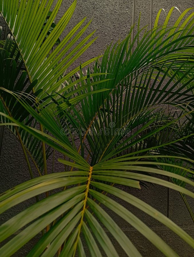Palm Tree in the Back Garden Stock Photo - Image of plant, green: 358700728