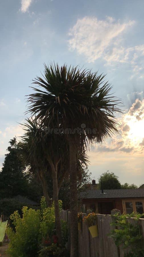 Palm tree stock image. Image of palm, back, garden, australia - 132029617