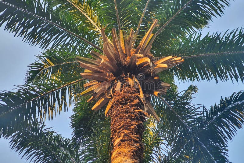 Palm Tree with Backdrop of Blue Sky, Directly Below Shoot at Morning ...