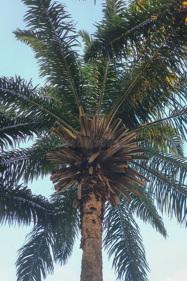 Palm Tree with Backdrop of Blue Sky, Directly Below Shoot at Morning ...