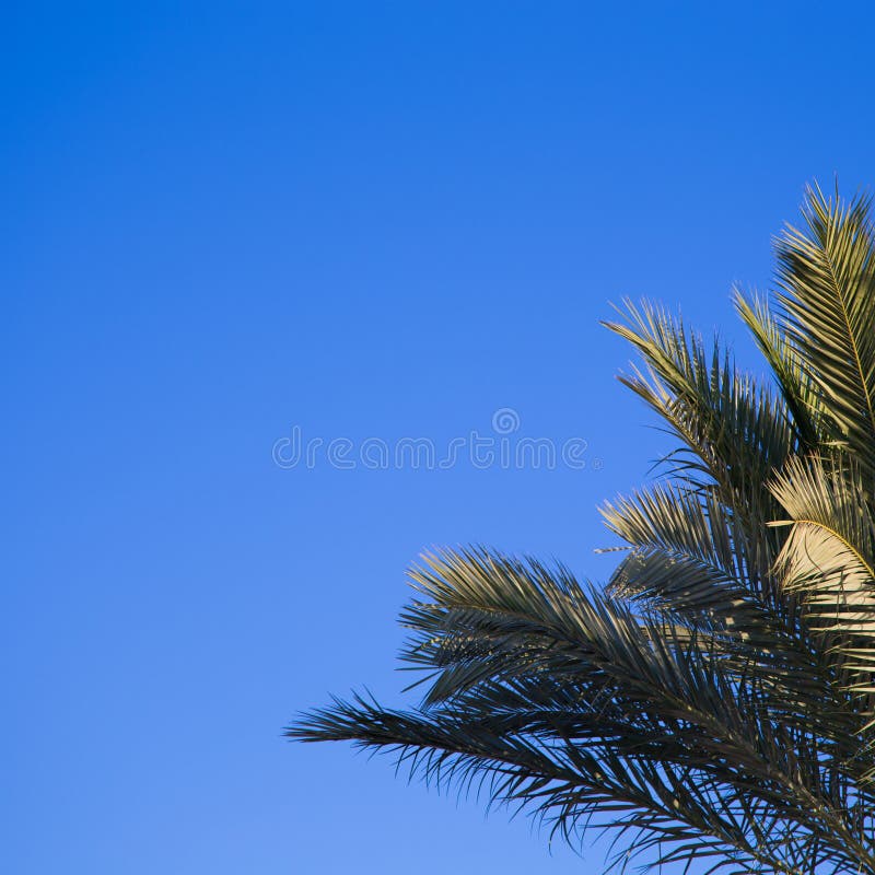 Palm Tree in the Background of a Clear Blue Sky. Background for ...