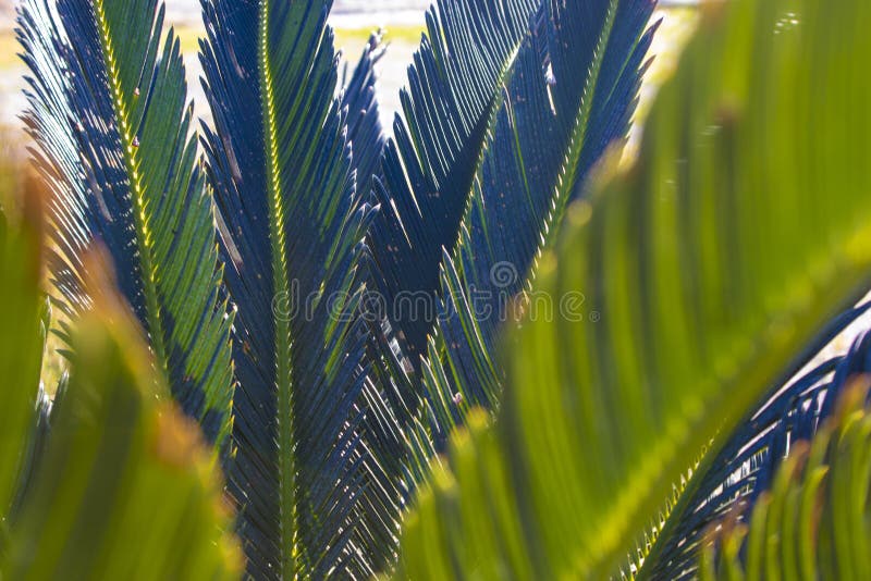 Palm Tree Background. Closeup Nature View of Palm Leaves Background ...