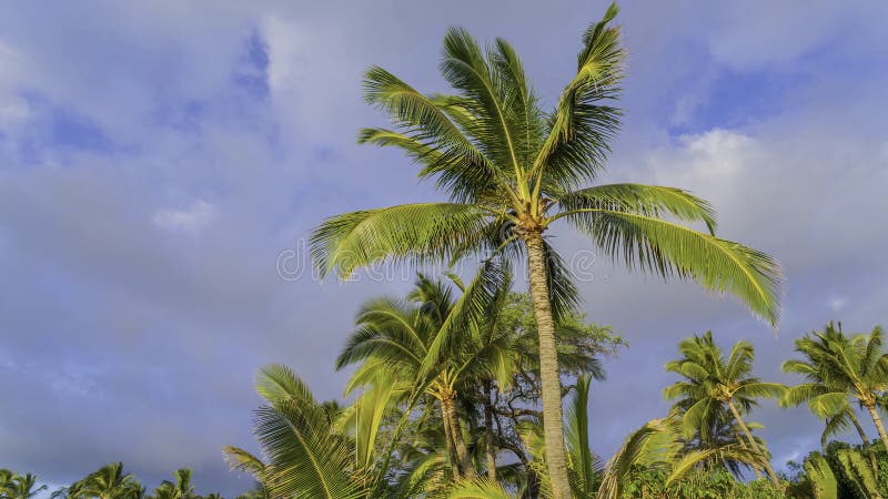 Palm Tree on the Background of the Sky by the Setting Sun Stock Image ...