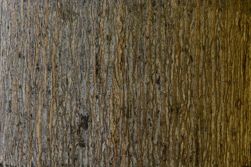Palm Tree. Background Texture of Tree Bark Stock Photo - Image of tree ...