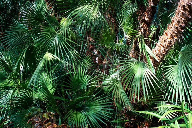 Palm Tree Background, Palm Trees, Pal Leaves Stock Photo - Image of ...