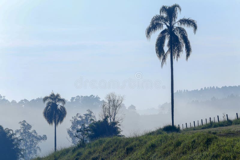 Palm Tree Highlighted in the Light of Morning Stock Photo - Image of ...