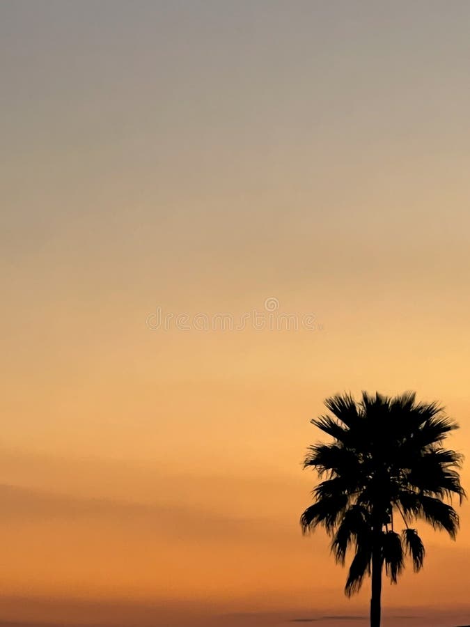 Palm Tree Backlight with Sunrise Orange Sky Stock Photo - Image of tree ...