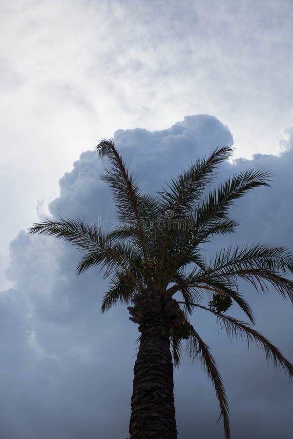 Palm Tree in Backlight Under a Cloudy Sky Stock Image - Image of night ...