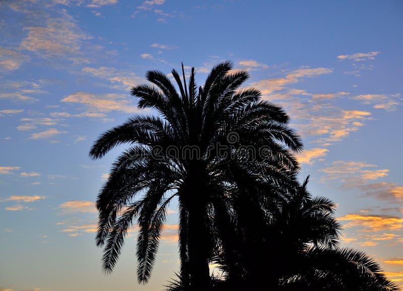 Palm Tree Backlit at Sunrise Stock Photo - Image of natural, tropical ...