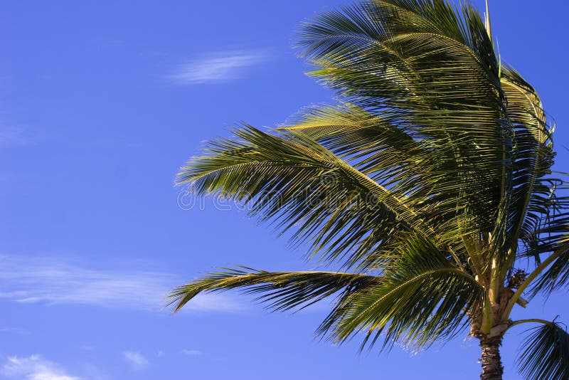 Palm Tree in Balmy Breeze stock image. Image of clouds - 3721315