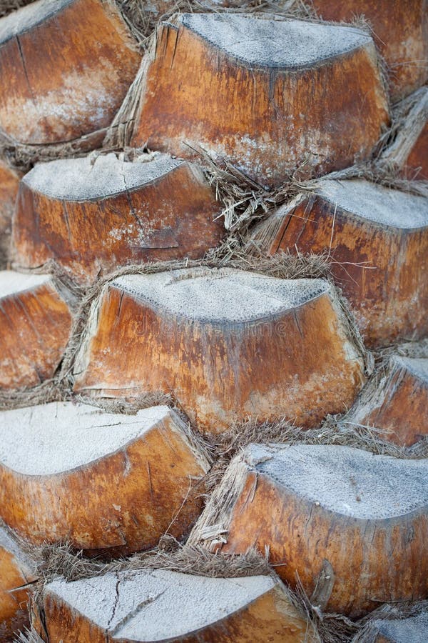 Palm Tree Bark stock photo. Image of emirates, palm, plant - 21187124