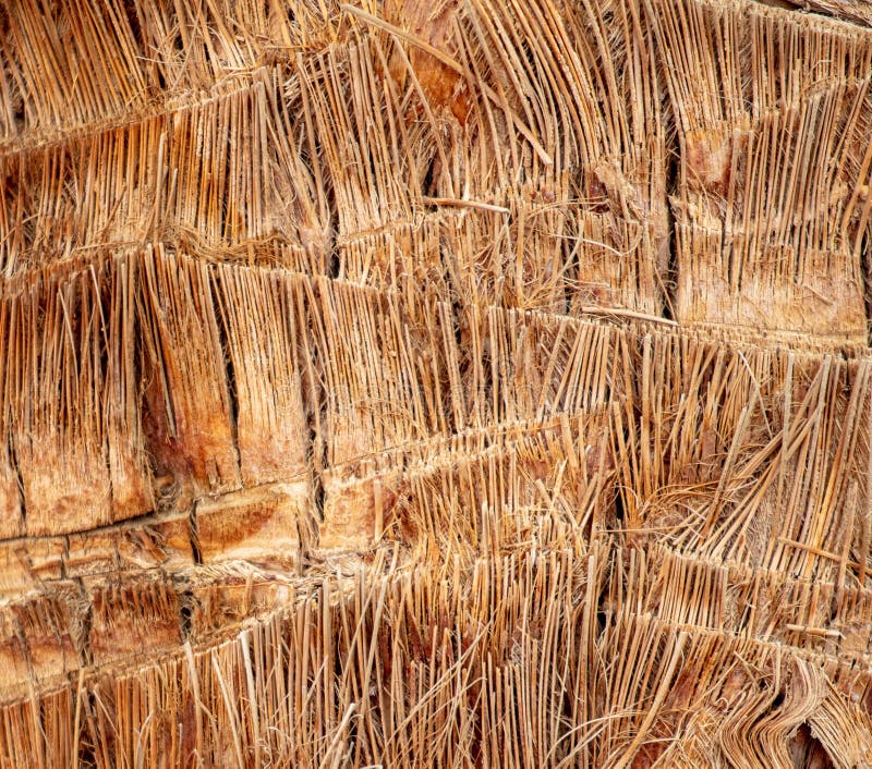 Palm Tree Bark As an Abstract Background. Stock Photo - Image of ...