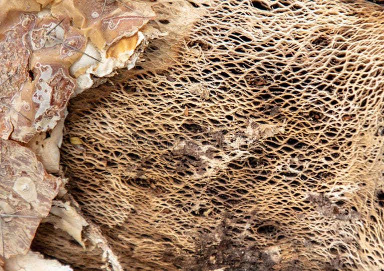 Palm Tree Bark As an Abstract Background. Stock Image - Image of ...