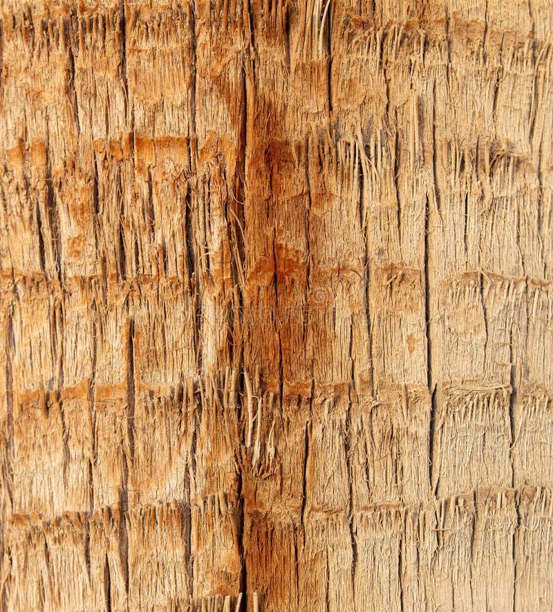 Palm Tree Bark As a Background. Stock Photo - Image of yellow, board ...