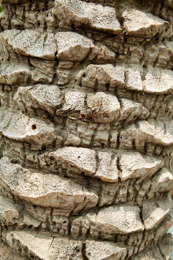 Palm Tree Bark Close-up Background. Trunk Texture Stock Photo - Image ...