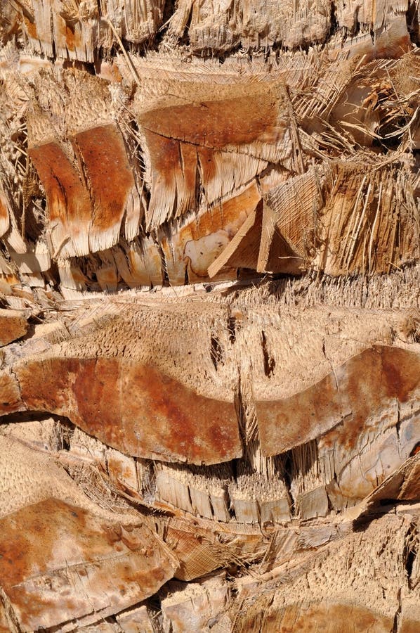 Palm tree bark closeup stock photo. Image of bark, fluted - 22509496