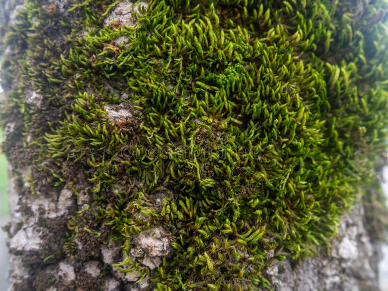 Palm Tree Bark in Moss. Moss on the Bark of an Old Tree Stock Photo ...