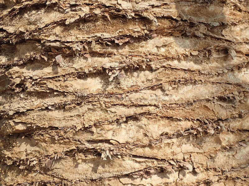 Palm tree bark stock photo. Image of bark, tropical - 310509998