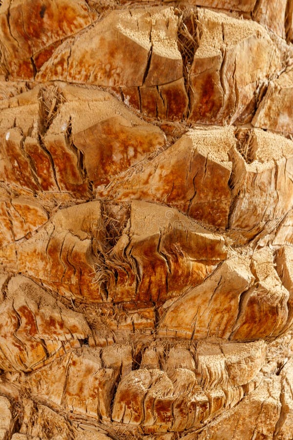 167 Seamless Palm Tree Trunk Texture Stock Photos - Free & Royalty-Free ...
