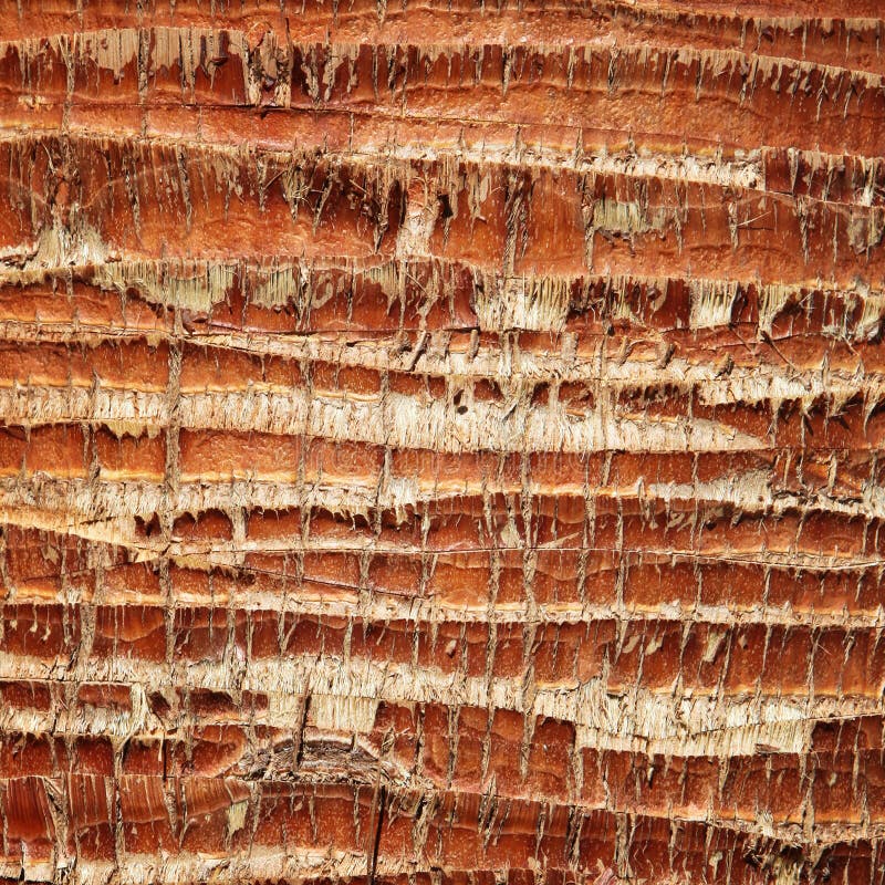 Palm tree bark texture stock image. Image of abstract - 29836281 Palm tree bark texture stock image. Image of abstract - 29836281