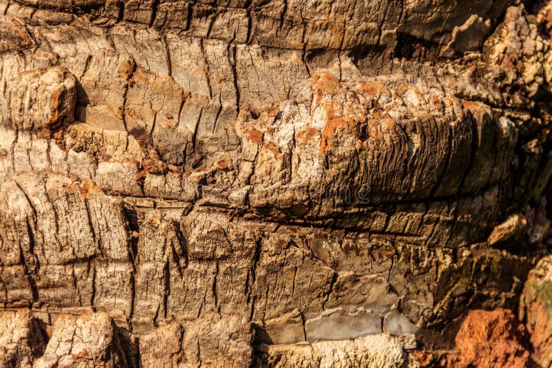 Palm Tree Bark Texture Background Stock Photo - Image of design ...