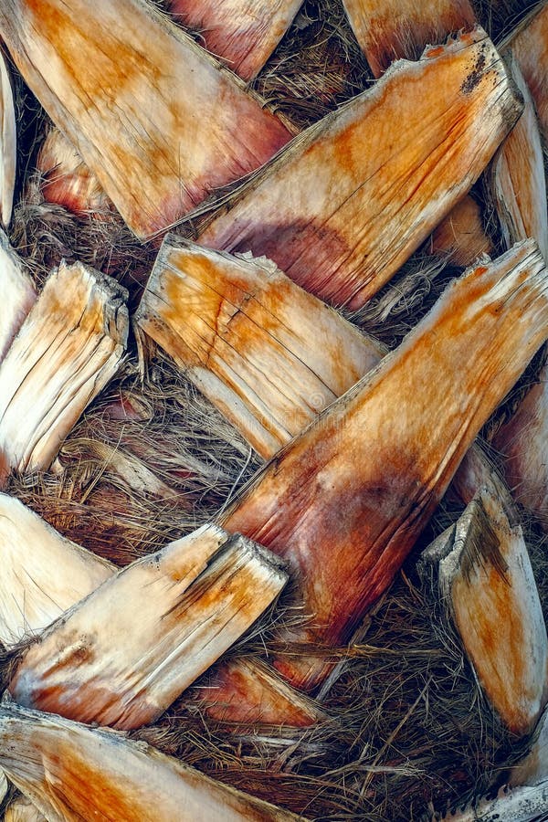 Palm Tree Bark Texture And Background Picture. Image: 113713856