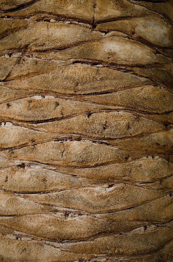 Palm tree bark texture stock photo. Image of forestry - 41049530 Palm tree bark texture stock photo. Image of forestry - 41049530