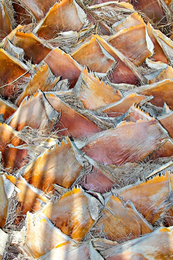 Palm tree bark texture stock image. Image of stem, plant - 31466127