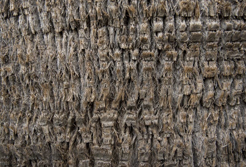 Palm Tree Bark Texture. Natural Wooden Palm Trunk Texture. Stock Image ...