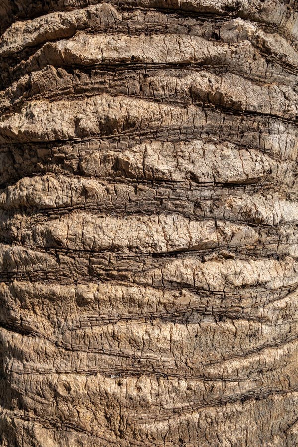 Palm tree bark texture stock photo. Image of flora, pattern - 188602932